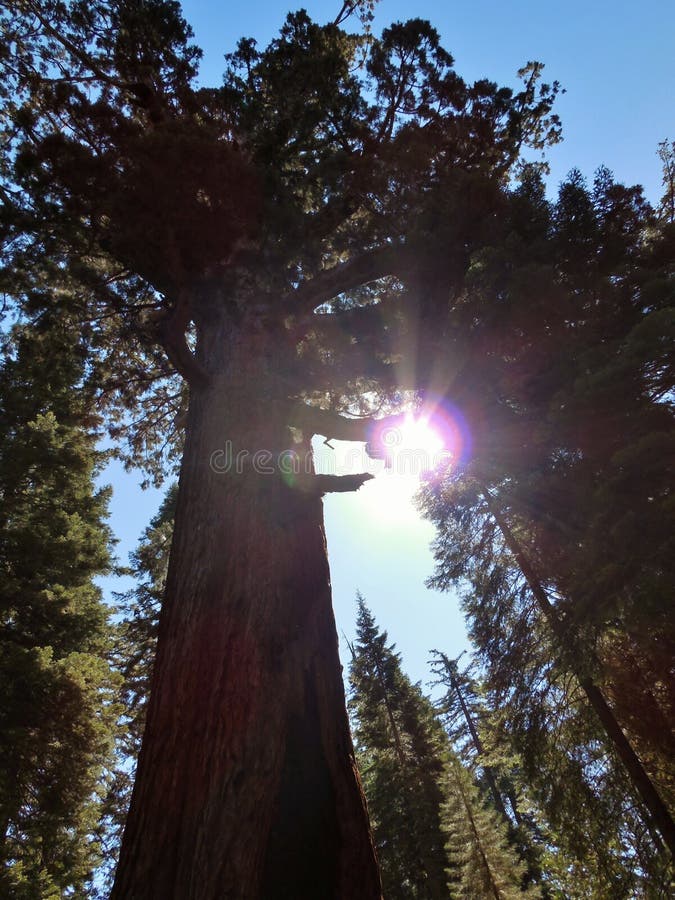 Grizzly giant stock image. Image of trees, sequoia, light - 76514671