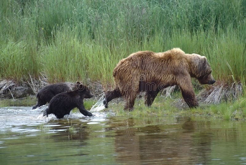 Grizzly with her cubs stock image. Image of young, wild - 5533727