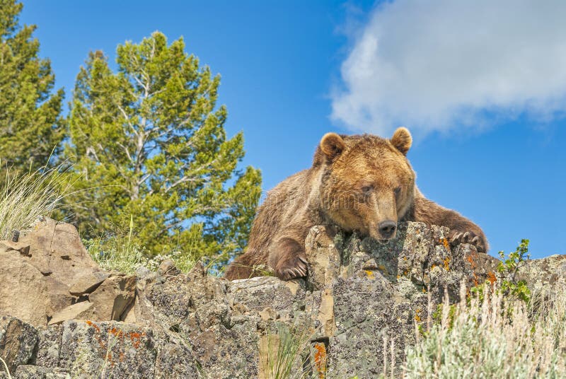 Grizzly on Montana ridge stock photo. Image of wildlife - 185918826