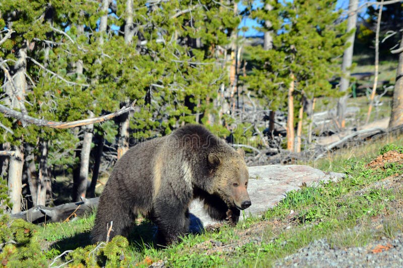 Grizzly on the move stock image. Image of animal, fauna - 31399535