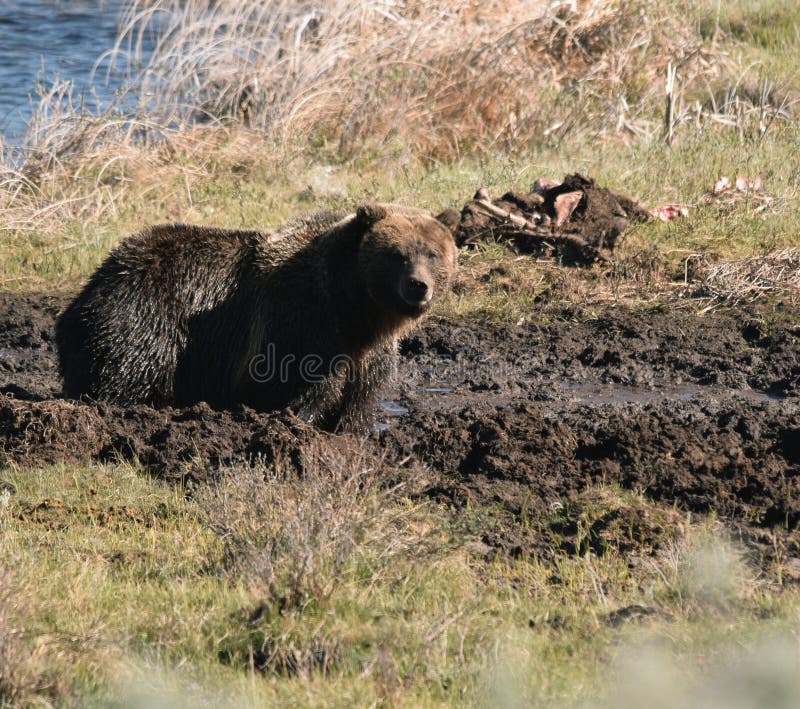 Grizzly in the mud stock photo. Image of camera, wallow - 71890082