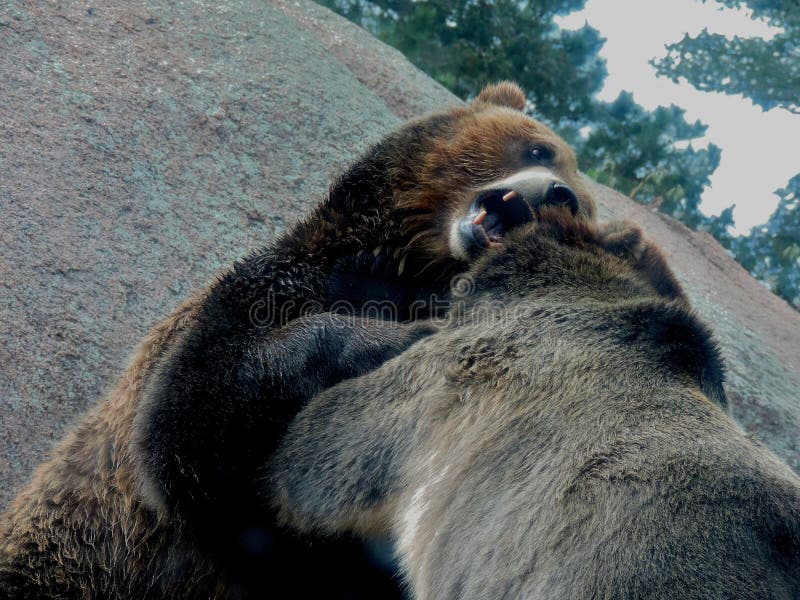 A Grizzly Stand Off stock photo. Image of animal, huge - 47881674
