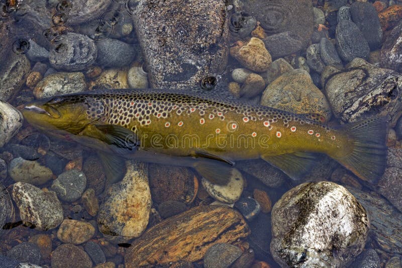 Große Braune Forelle Auf Fliege Stockbild - Bild von braun, forelle ...