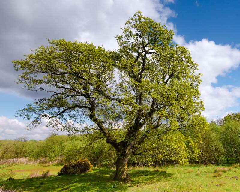 Eiche Stockfotos und Bilder - Laden Sie 308,019 lizenzfreie Fotos herunter