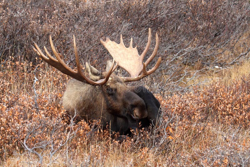 Stillstehende Elche Alaska-Bull Stockfoto - Bild von hupe, gras: 22606038