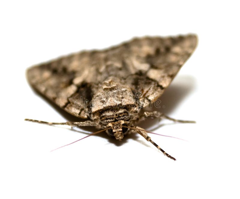Große Motte stockbild. Bild von motte, große - 11844525