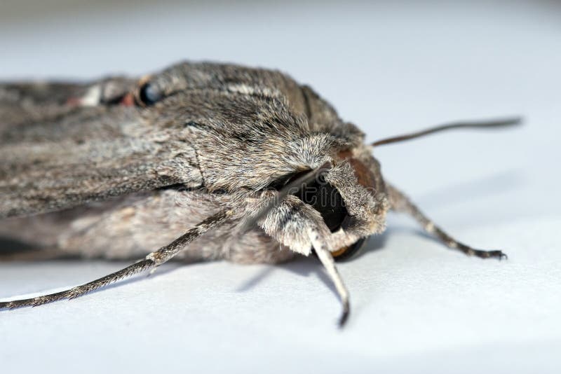 Große Motte stockbild. Bild von motte, weiß, winged, insekt - 16096511