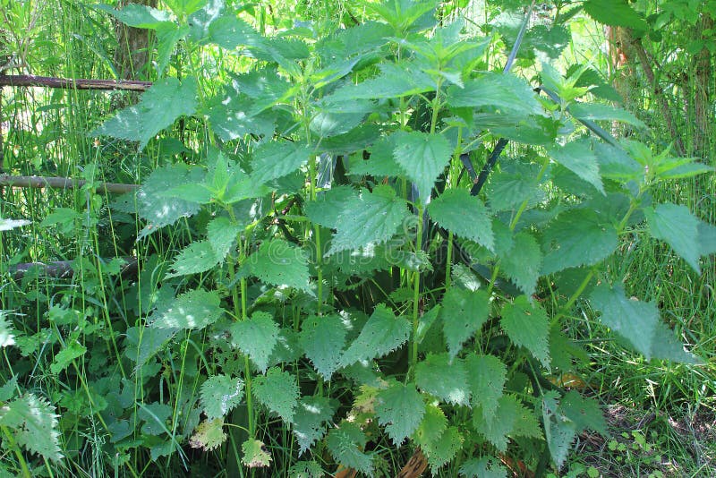 Urtica Dioica Wird Oft Als Nessel-Stechen-Nessel Oder Nesselblatt Eine ...