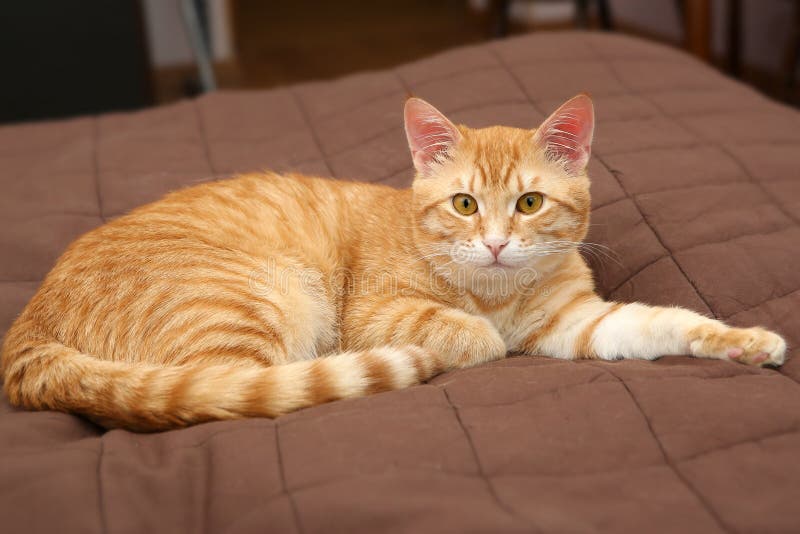 Große orange Katze stockbild. Bild von bett, porträt - 39547485