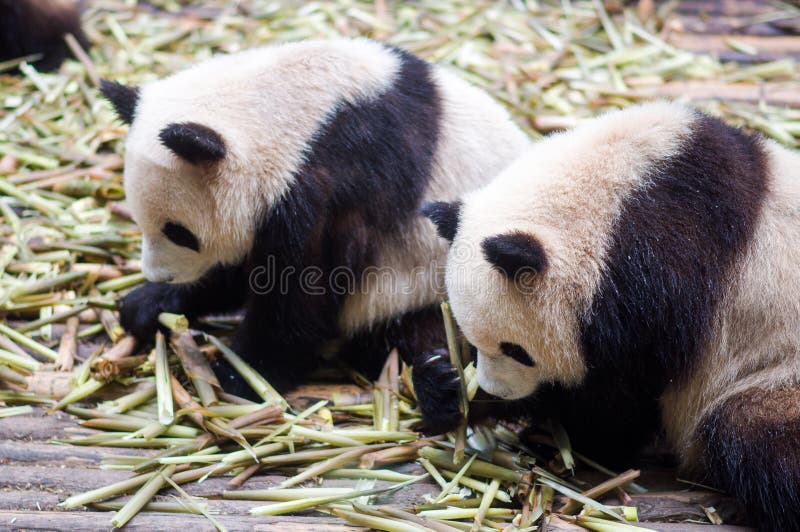 Essen der Pandas stockbild. Bild von pandas, essen - 27666083