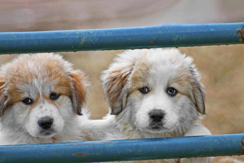 Große Pyrenäen-Hund, Der Auf Dem Boden Schläft Stockfoto - Bild von ...