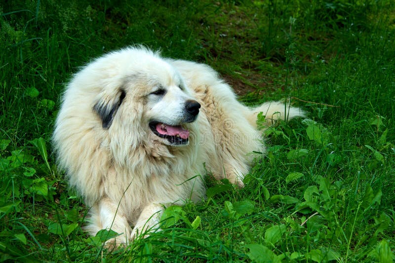 Großer Pyrenäenhund lacht stockbild. Bild von landwirtschaftlich ...