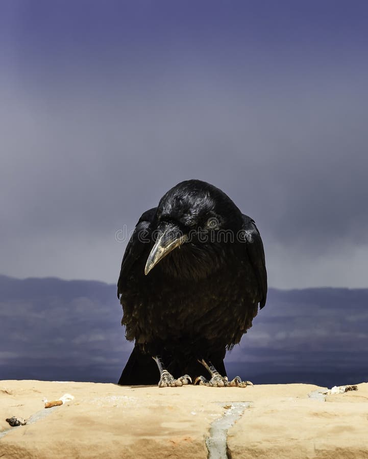 Raben-Nahaufnahme stockbild. Bild von schwarzes, wachsam - 20569047