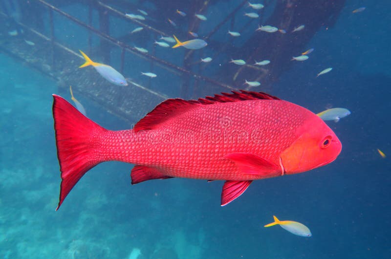 Rotbarsch-Fische stockbild. Bild von tier, essen, wasser - 14908349