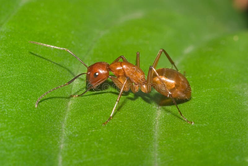 Große rote Ameise stockfoto. Bild von tischler, grün, pyramide - 9303758