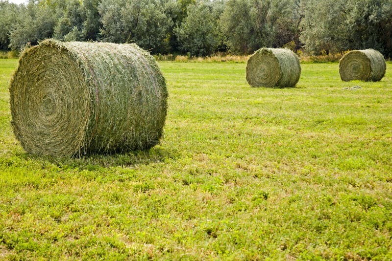 Heuballen auf dem Feld stockfoto. Bild von ernten, landwirtschaftlich ...
