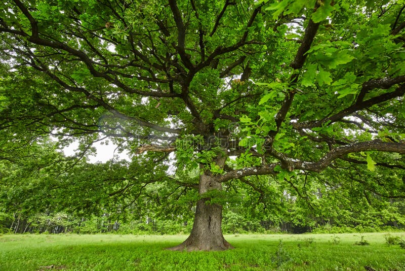 Eichenbaum Der Landschaft Stock-Fotos - Laden Sie 198 Royalty-Free ...