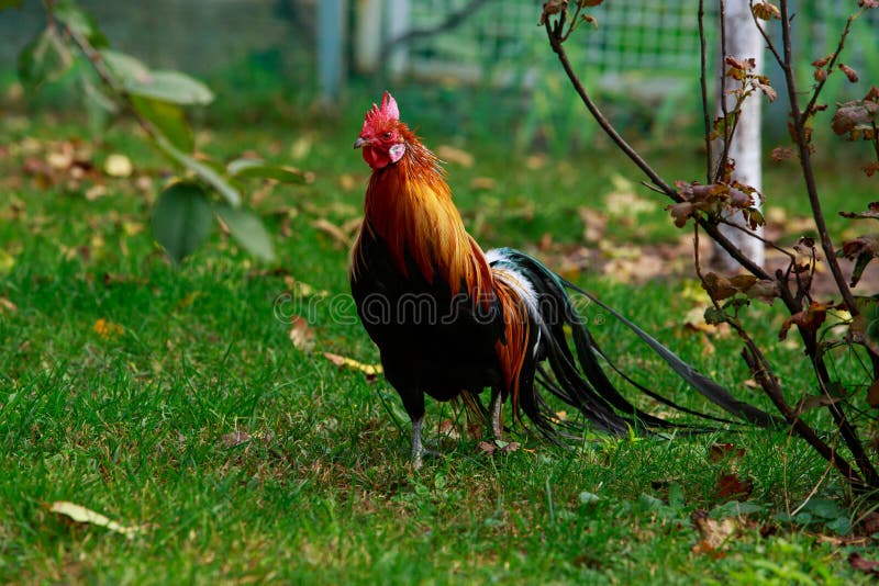 Stolzer Hahn Mit Rotem Kamm Auf Dem Grünen Gras Stockbild - Bild von ...