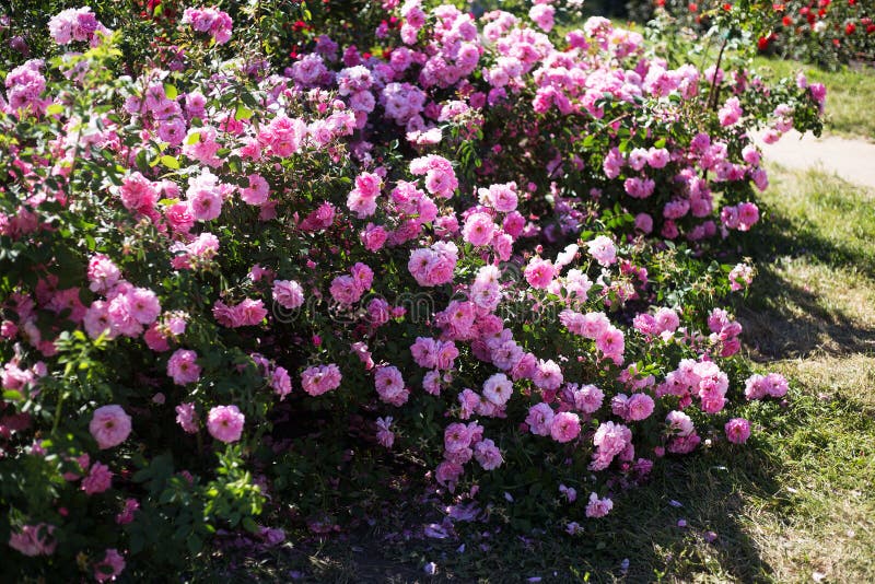 Großer Busch Mit Kleinen Rosa Blumen Stockfoto - Bild von karte, rosa ...