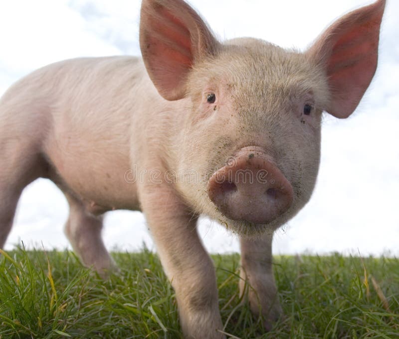 Neugieriges Ferkel stockbild. Bild von bauernhof, neugierig - 6889501