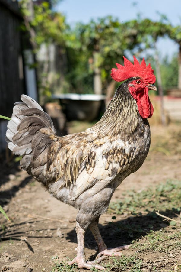 Großer Hahn, Der Oben Steht Stockfoto - Bild von vogel, federn: 60938470