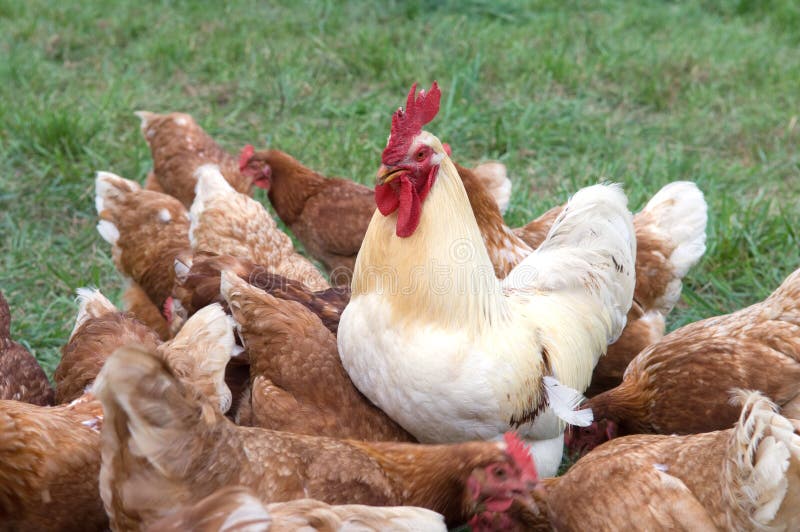 Großer Hahn und Hühner stockfoto. Bild von menge, bewirtschaften - 9194310