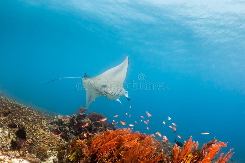 Ein Mantarochen - Manta Alfredi Stockbild - Bild von alfredi, manta ...