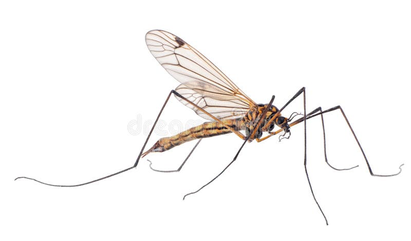 Großer Moskito Auf Weißem Hintergrund Stockbild - Bild von insekt ...