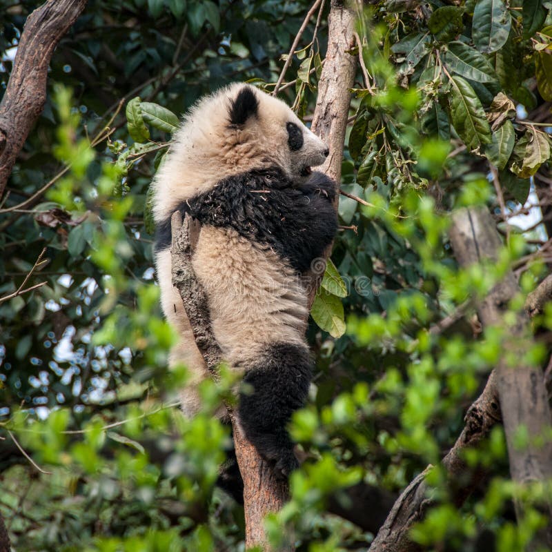 Großer Panda im Baum stockfoto. Bild von nett, tourismus - 39339314