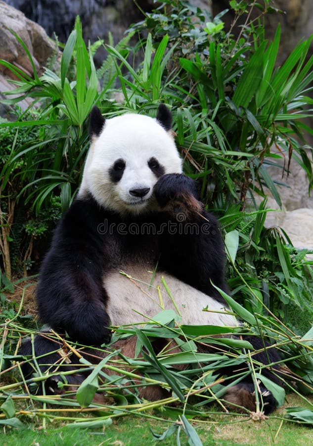 Großer Panda, Der Bambus Isst Stockfoto - Bild von tier, bär: 28352956