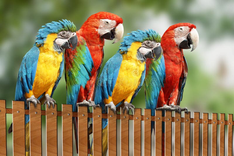 Großer Papagei vier stockfoto. Bild von zaun, bunt, öffnung - 19493666