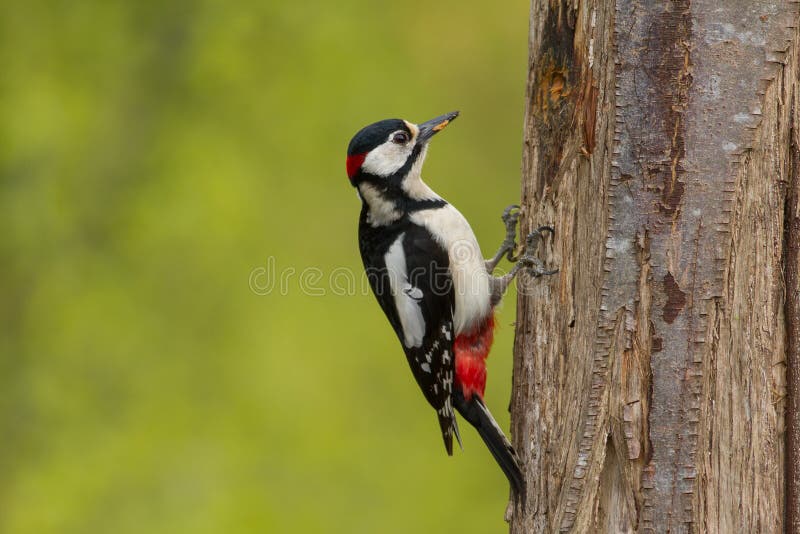 Specht, Der Auf Dem Baum Sitzt Stockbild - Bild von besitzen, tiere ...