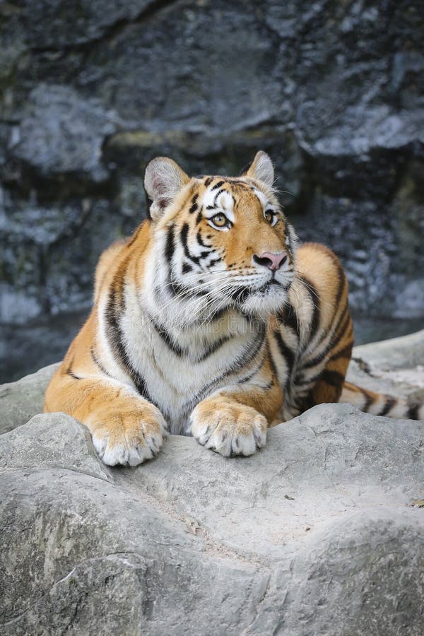Großer Tiger im Zoo stockbild. Bild von kopf, dschungel - 35736899