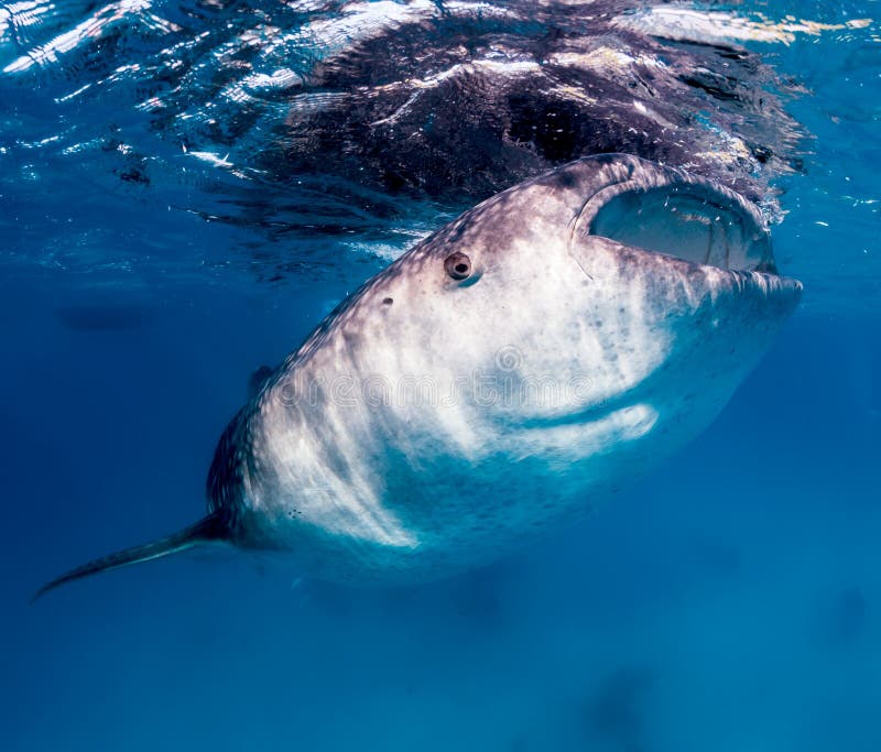 Walhai im klaren Wasser stockfoto. Bild von klaren, walhai - 42296966