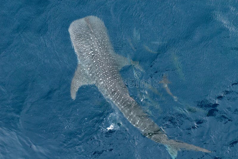 Großer Walhai Gesehen Von Oben Stockbild - Bild von gesehen, sommer ...
