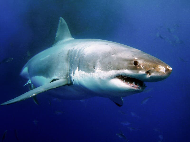 Großer weißer Haifisch stockbild. Bild von esser, neptun - 72588261