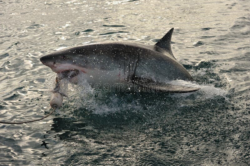 Haifisch Bild. Bild: 1092680