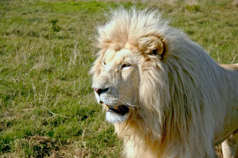 Männlicher Weißer Löwe, Der Seine Tatzen Leckt Stockfoto - Bild von ...