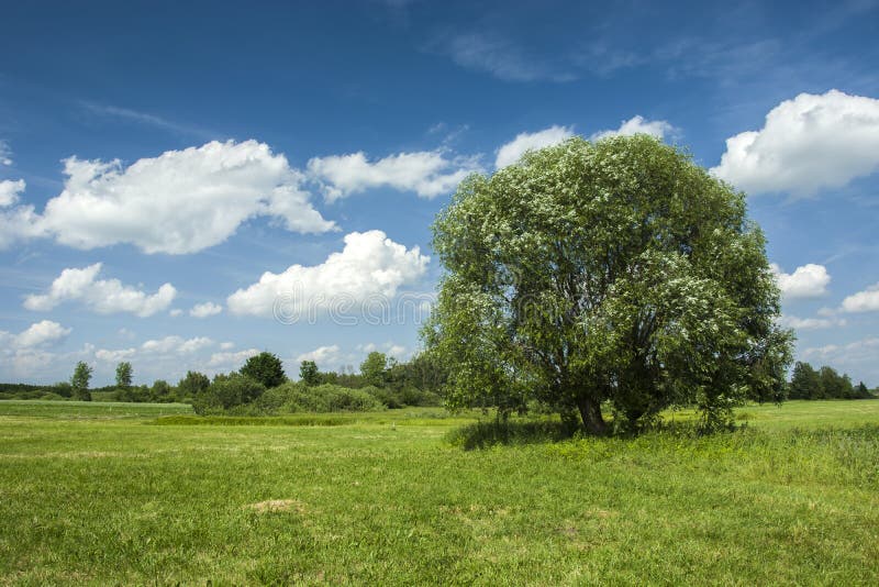 Großer Weidebaum stockbild. Bild von park, jahreszeit - 27625575