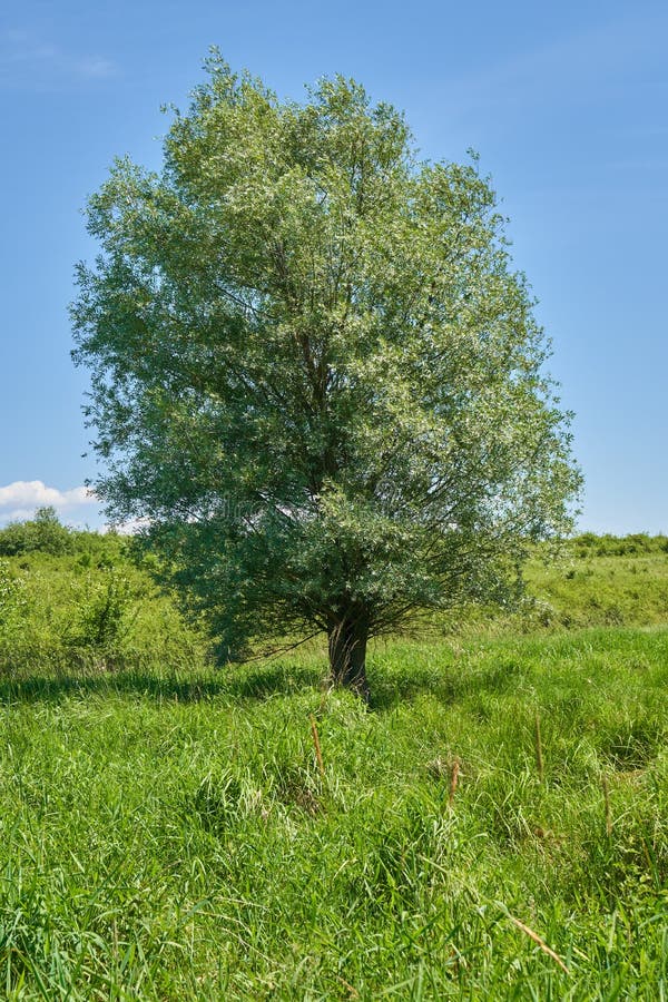 Großer Weidebaum stockbild. Bild von park, jahreszeit - 27625575