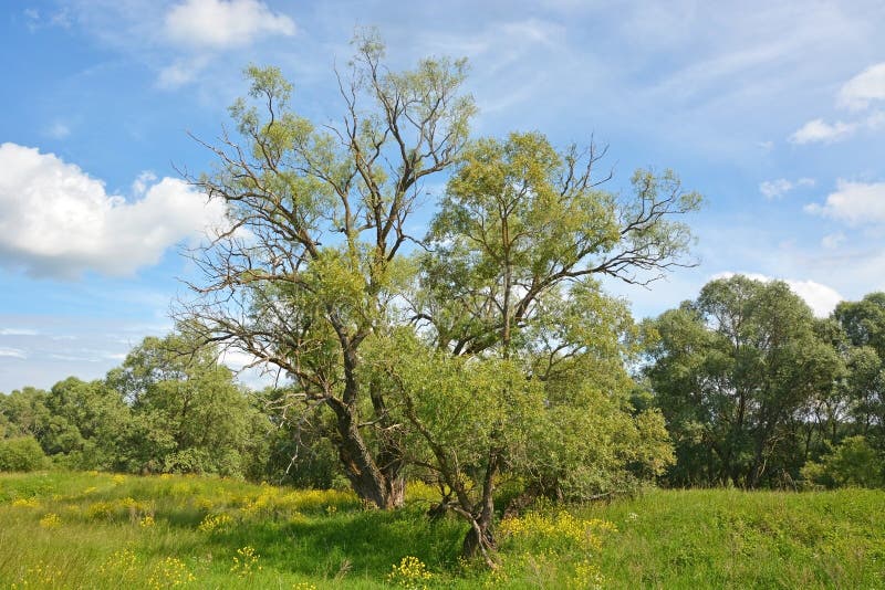Großer Weidenbaum am Feld Mit Blume am Sonnigen Tag Stockbild - Bild ...