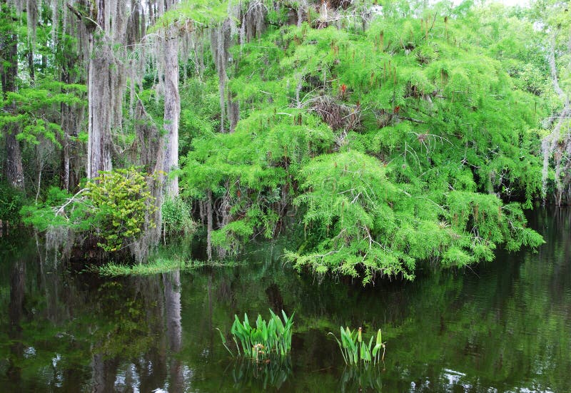 Florida-Sumpfgebiete stockbild. Bild von himmel, blau - 84912315