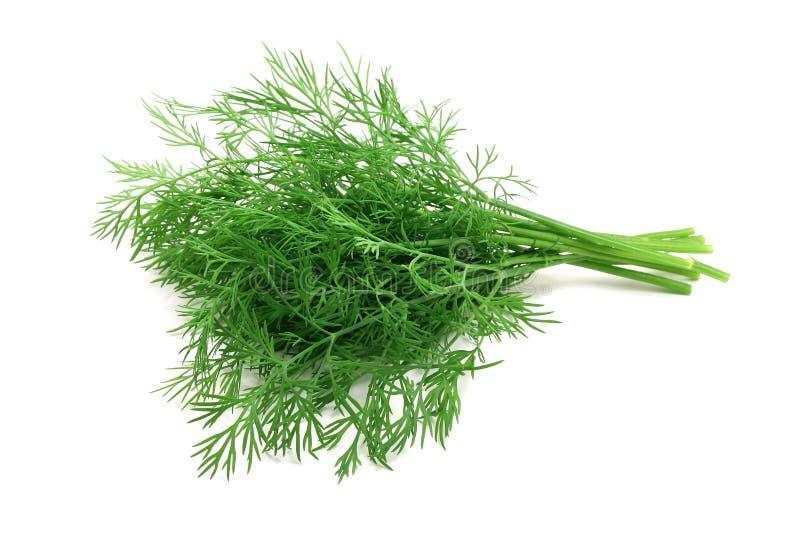 Bündel frischer Dill stockbild. Bild von gesund, ergänzung - 41383987