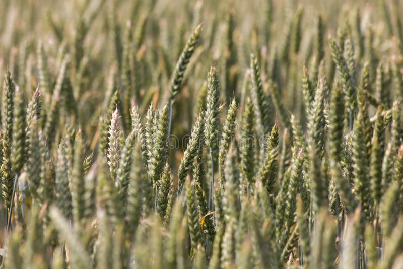 A Large Field of Blooming Flax. the Concept of Natural Agriculture ...