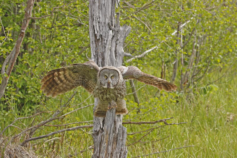 Großes Grau-Eule (Strix Nebulosa) Stockfoto - Bild von nächtlich ...