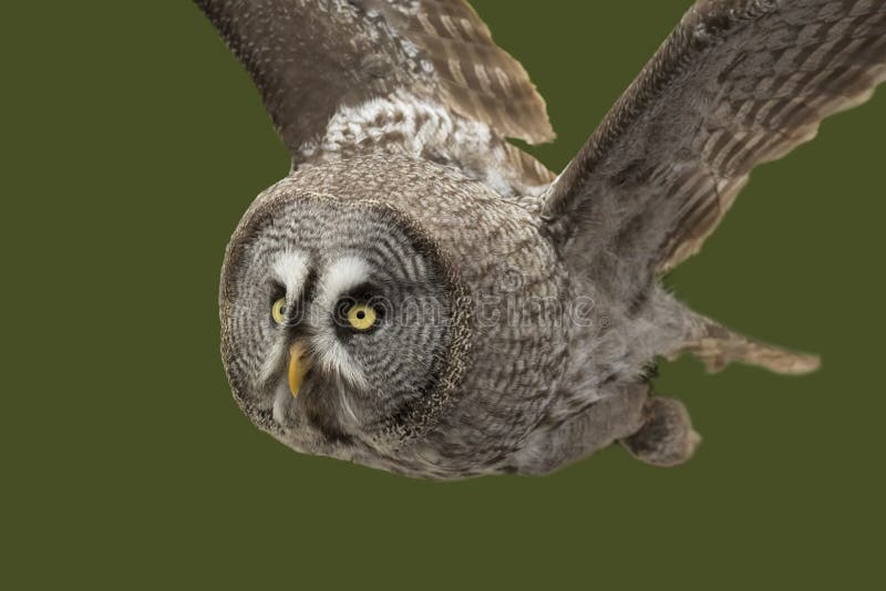 Großes Grau-Eule (Strix Nebulosa) Stockbild - Bild von kopf ...