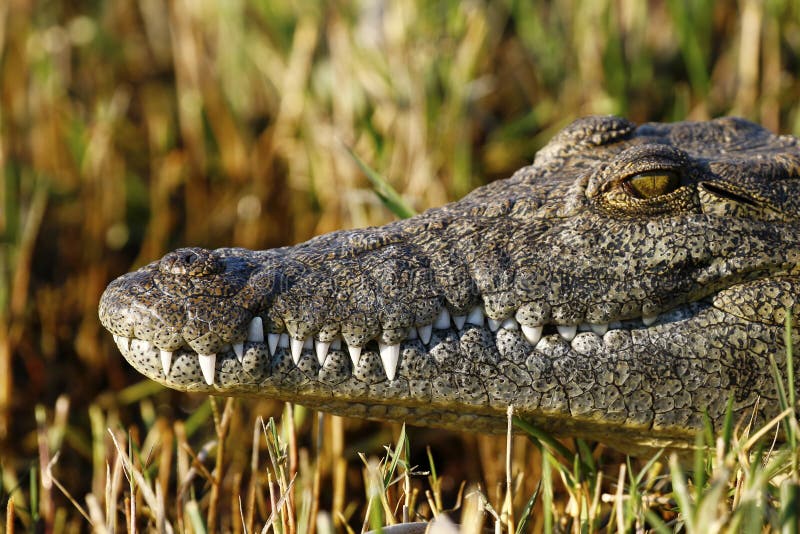 Nil-Krokodil Crocodylus Niloticus Auf Den Banken Von In Botswana ...