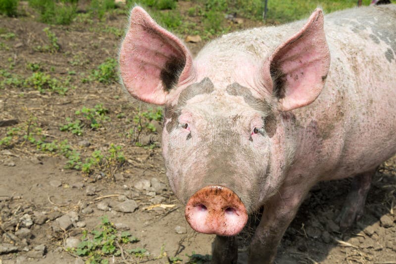 Großes Schwein Auf Dem Bauernhof Stockfoto - Bild von schauen, zuhause ...
