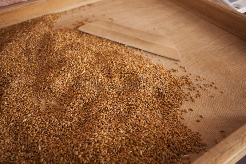 Groats Samples in Agricultural Laboratory Stock Image - Image of plant ...