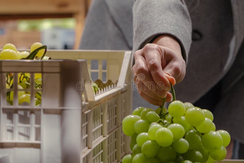 In a Grocery Store, a Woman Picks Grapes Stock Image - Image of fruit ...